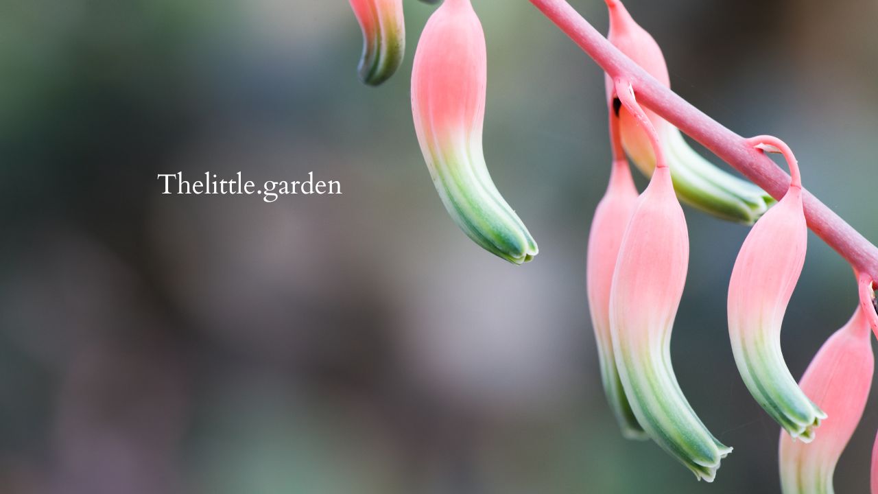 Gasteria Little Warty Plant Care: 8 Keys For A Thriving Succulent