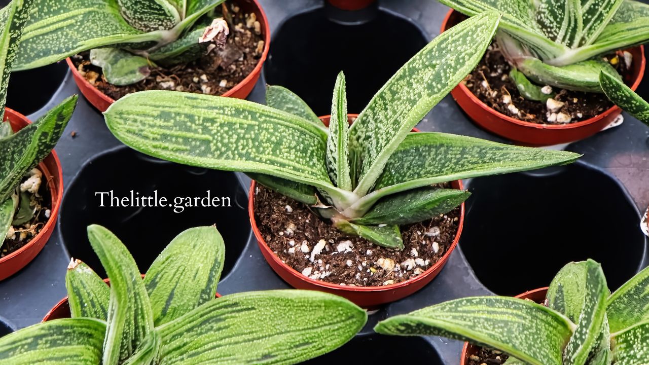 Gasteria Little Warty Plant Care: 8 Keys For A Thriving Succulent