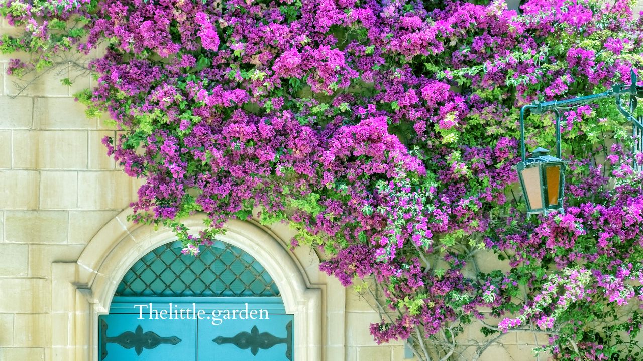 Purple Flowers Climbing Plant: 14 Gorgeous Species To Transform Your ...