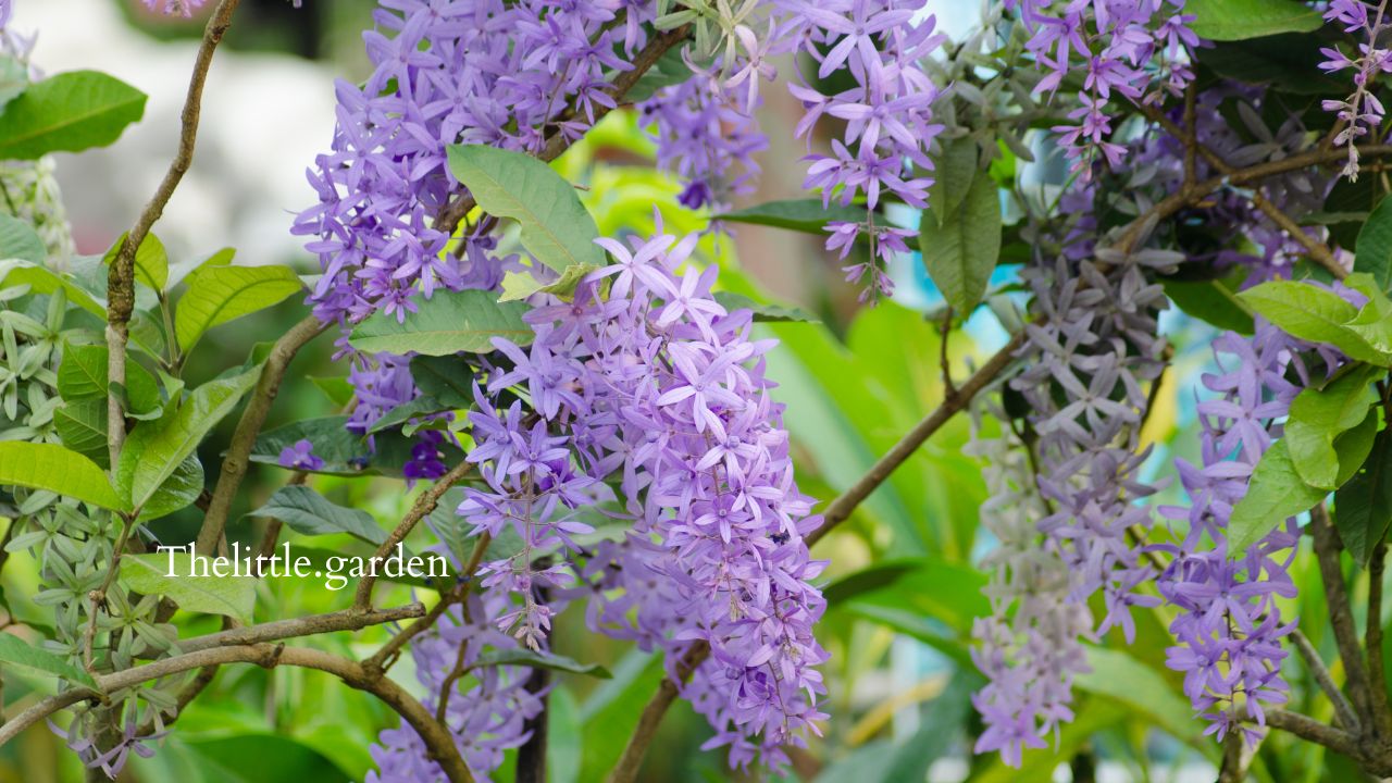 Purple Flowers Climbing Plant: 14 Gorgeous Species To Transform Your Garden