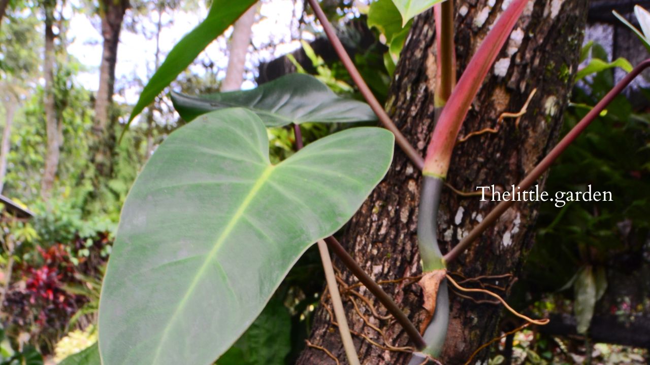 Red Stemmed Philodendron - A Care Guide & 3 Common Issues