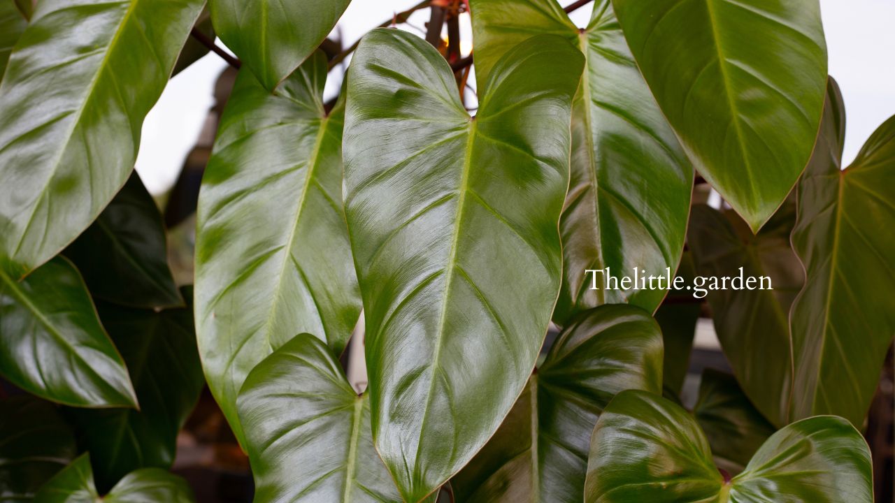 Red Stemmed Philodendron - A Care Guide & 3 Common Issues