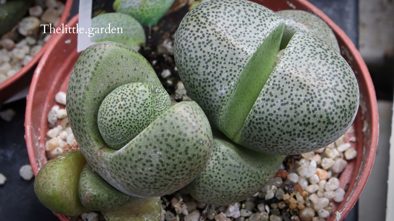 Split Stone Succulent: A Tiny Beauty That Packs a Punch - The Little Garden