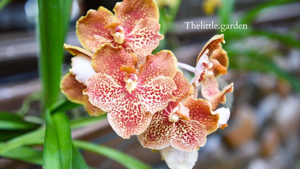 Sunburn Orchid Leaves: 5 Steps To Remedy Your Plant From The Sun