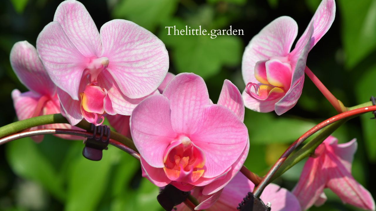 Sunburn Orchid Leaves: 5 Steps To Remedy Your Plant From The Sun
