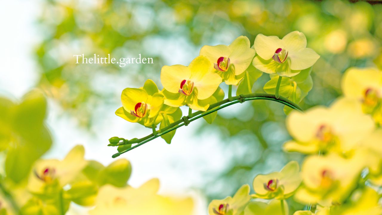 Sunburn Orchid Leaves: 5 Steps To Remedy Your Plant From The Sun