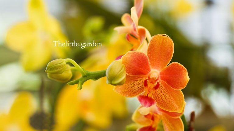 Sunburn Orchid Leaves: 5 Steps To Remedy Your Plant From The Sun