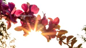 Sunburn Orchid Leaves: 5 Steps To Remedy Your Plant From The Sun