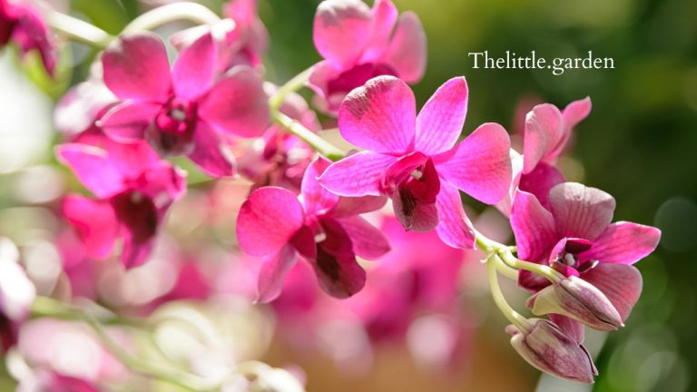 Sunburn Orchid Leaves: 5 Steps To Remedy Your Plant From The Sun