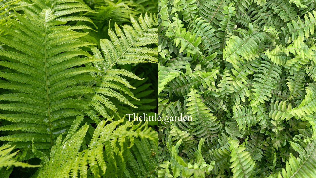 Sword Fern vs Boston Fern: 3 Differences