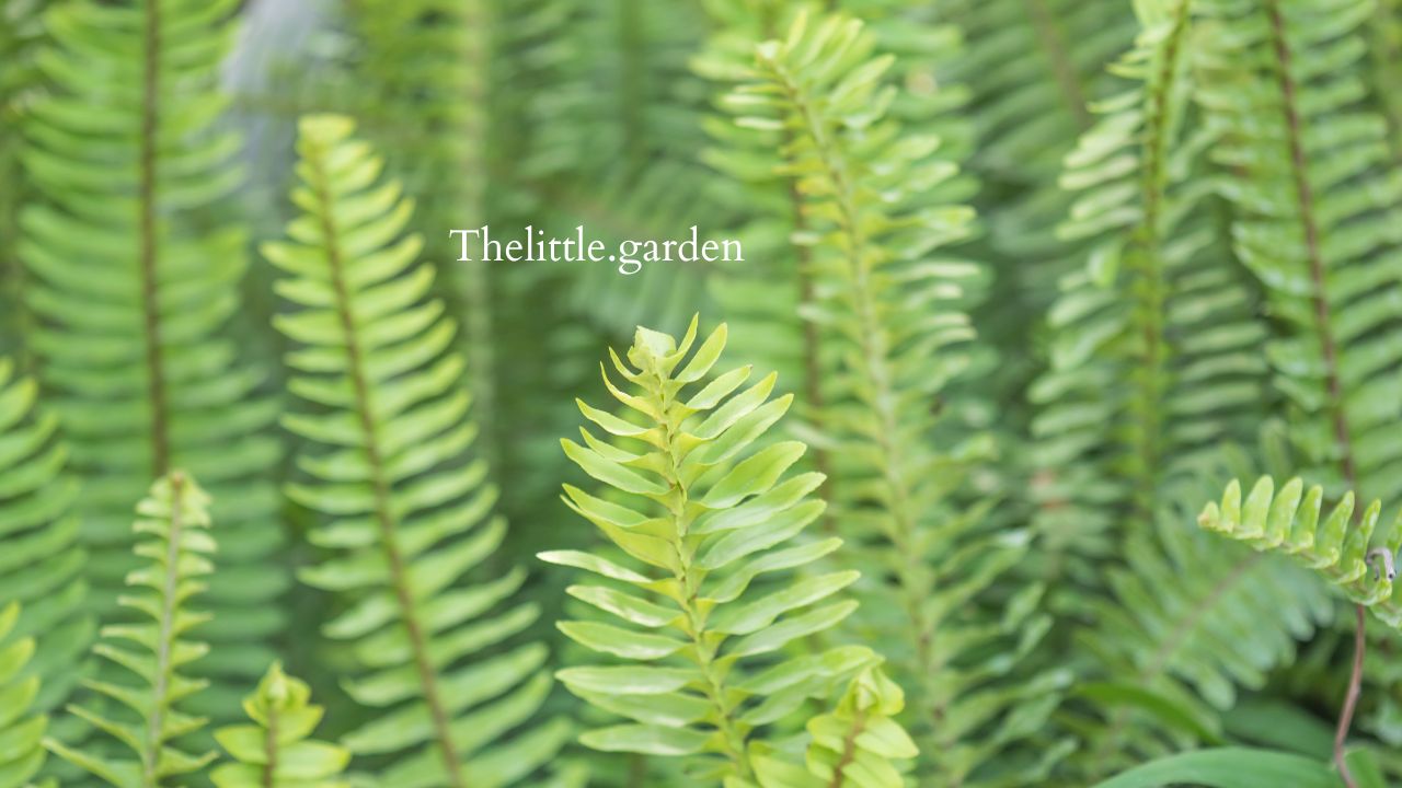 Sword Fern vs Boston Fern: 3 Differences