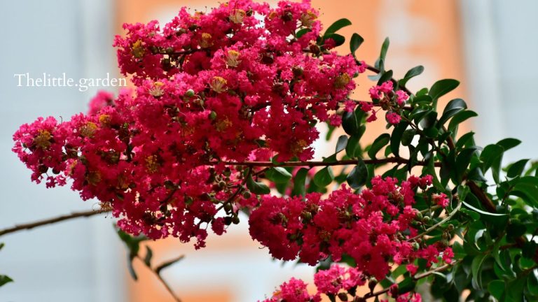 Watermelon Red Crape Myrtle: A Timeless Beauty for Your Garden - The ...