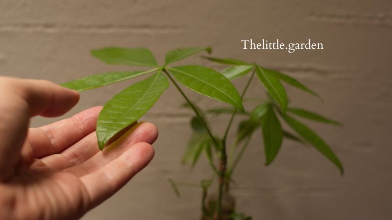 White Spots on Money Tree: Causes and Solutions