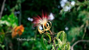 White Spots on Money Tree: Causes and Solutions