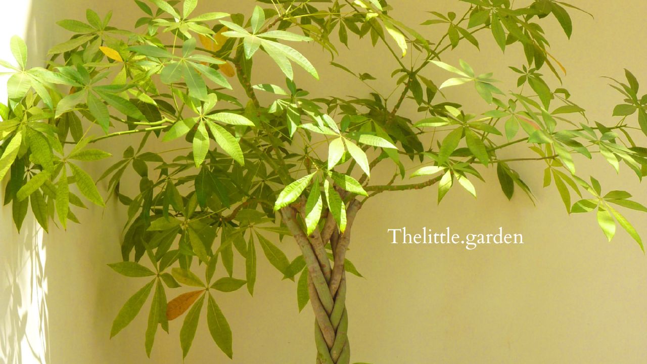 White Spots on Money Tree: Causes and Solutions - The Little Garden