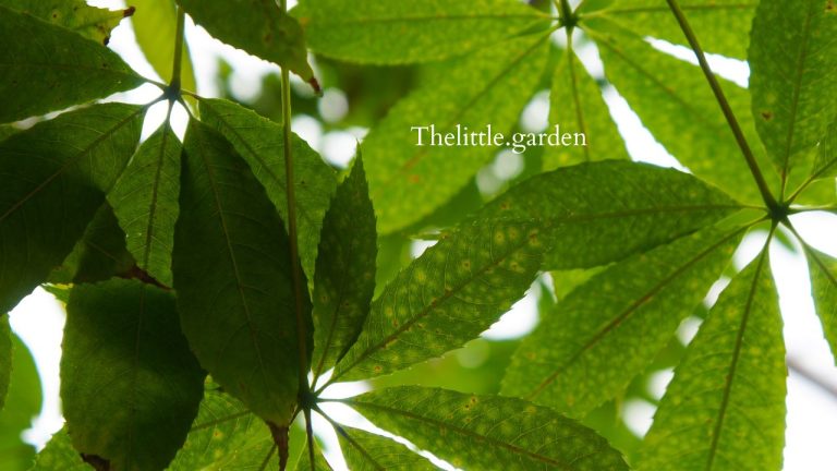 White Spots on Money Tree: Causes and Solutions