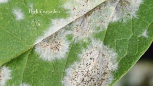 White Spots on Money Tree: Causes and Solutions