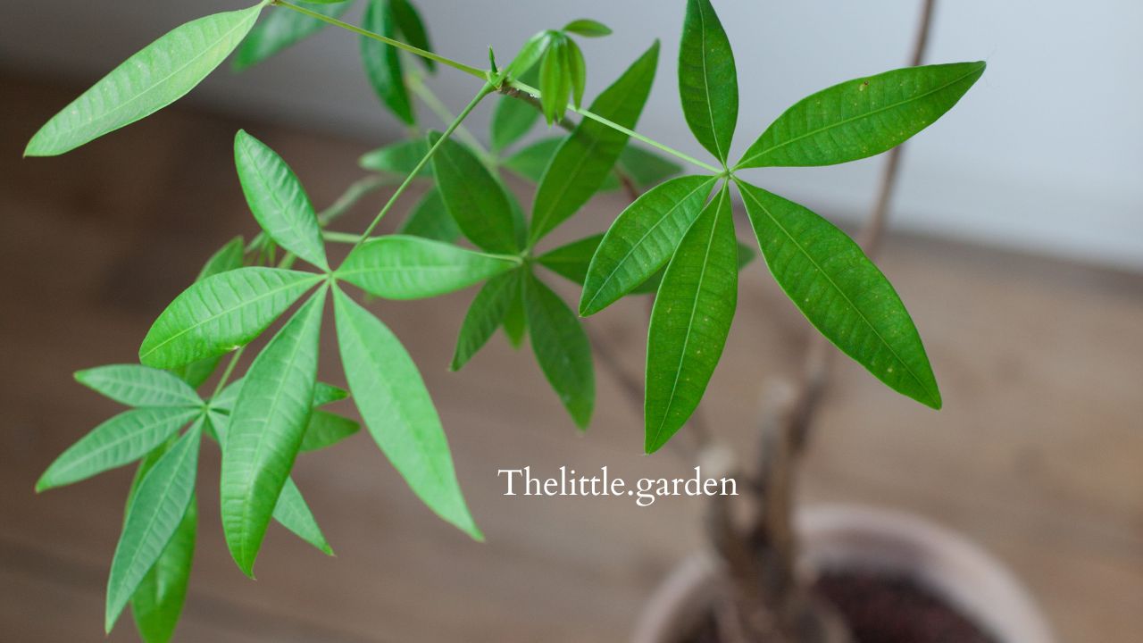 White Spots on Money Tree: Causes and Solutions