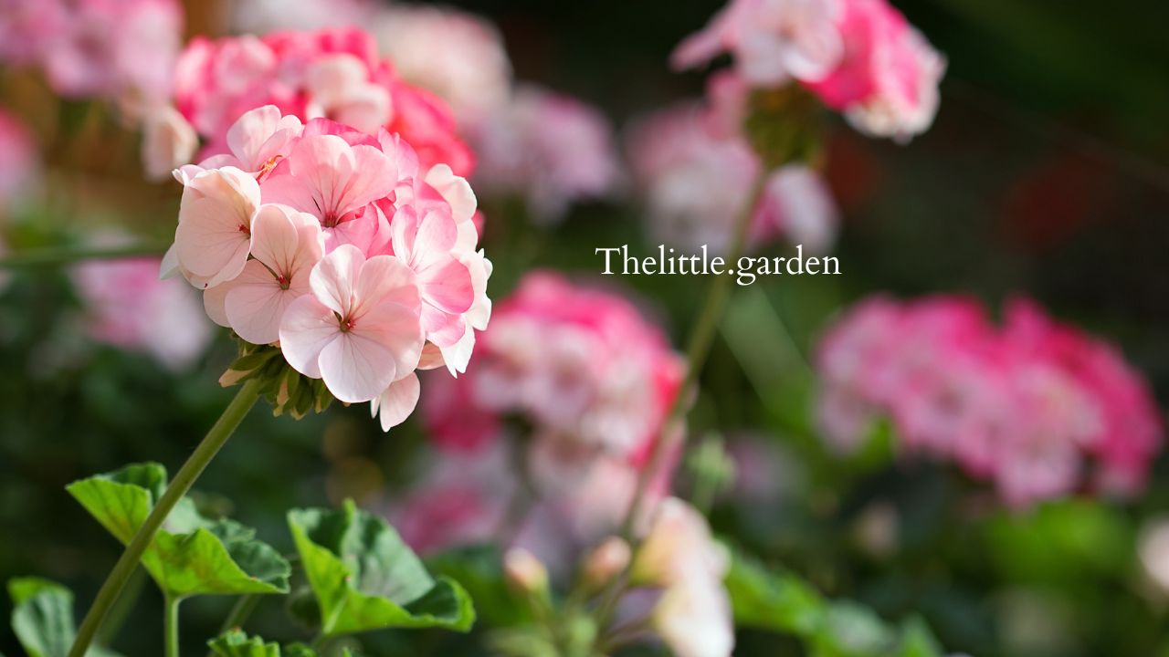 Why Are My Geraniums Turning Yellow: 8 Potential Causes