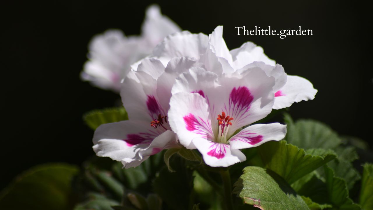 Why Are My Geraniums Turning Yellow: 8 Potential Causes