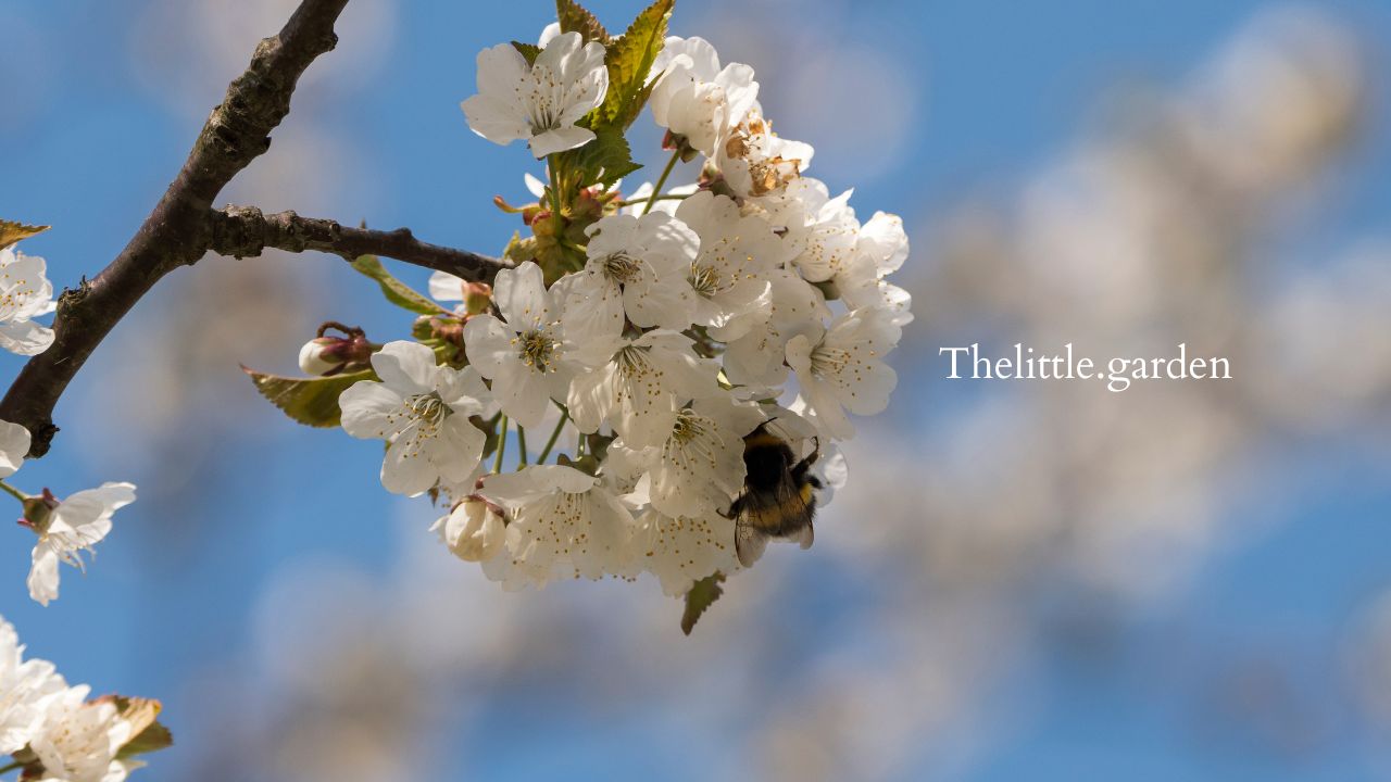 Why Is My Cherry Tree Not Producing Fruit - You Ask We Answer
