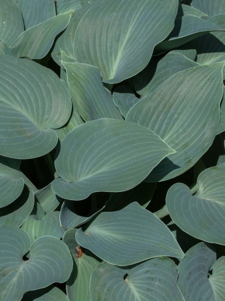 Can You Root Hostas in Water - The Little Garden