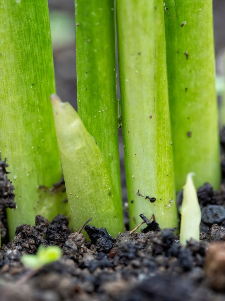 Digging up Calla Lily Bulbs: The Basics - The Little Garden