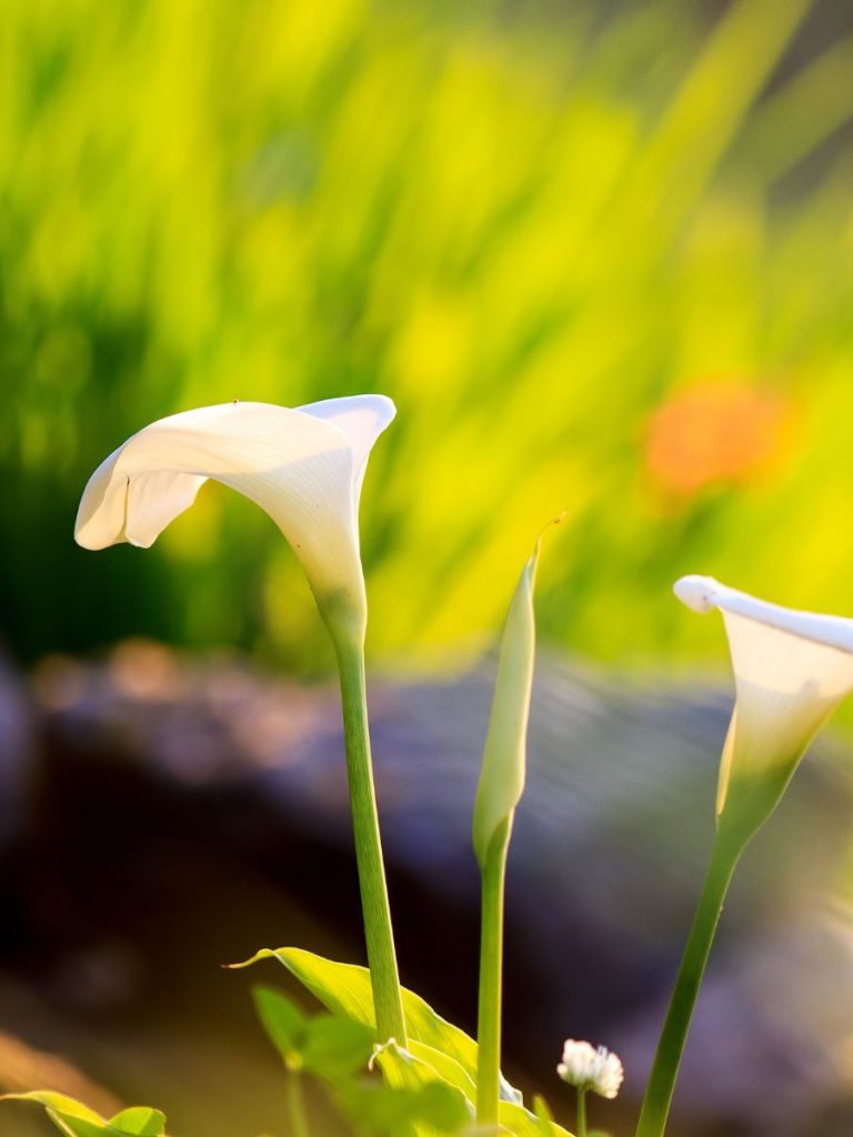 Digging up Calla Lily Bulbs: The Basics - The Little Garden