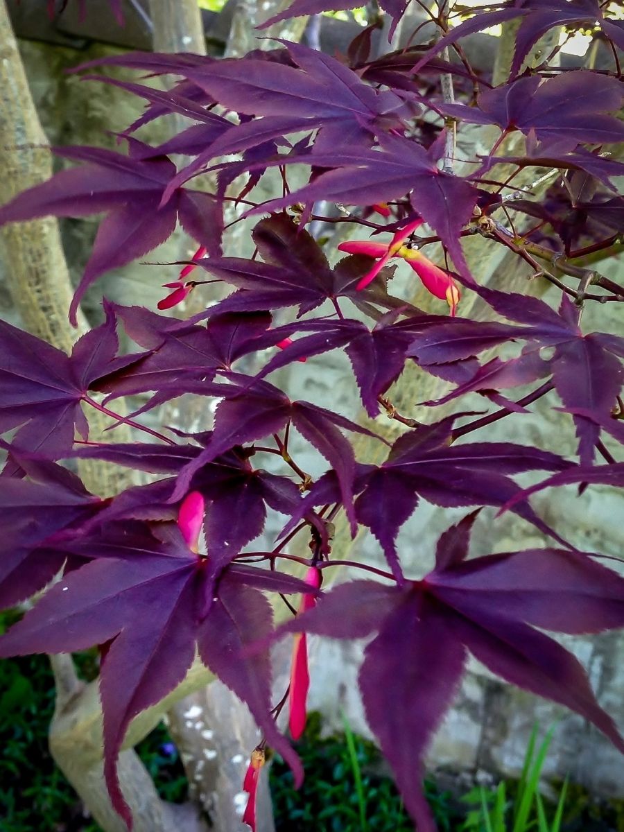 Emperor Japanese Maple vs Bloodgood: Which One Reigns Supreme?