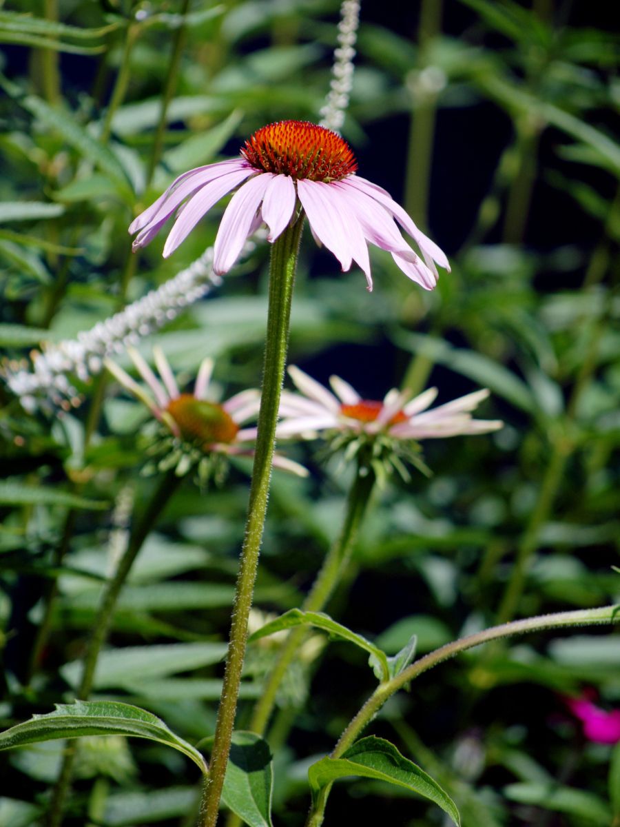 How to Get Rid of Coneflower Mites and other Pests - The Little Garden
