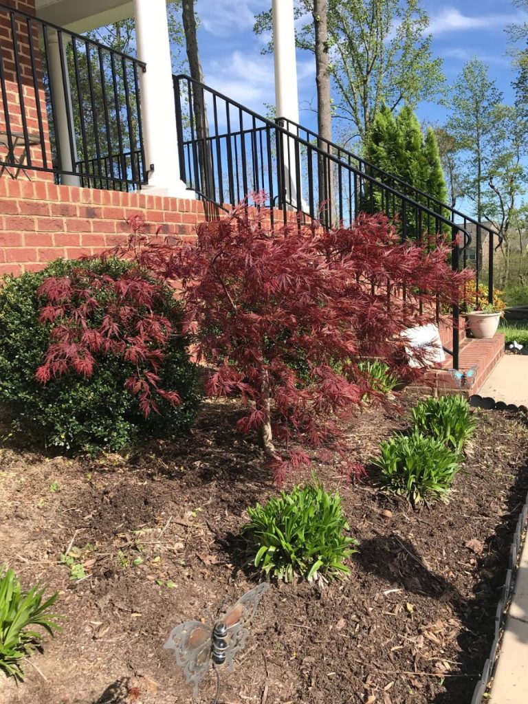 Is Japanese Maple Invasive: Let's Settle This Debate - The Little Garden