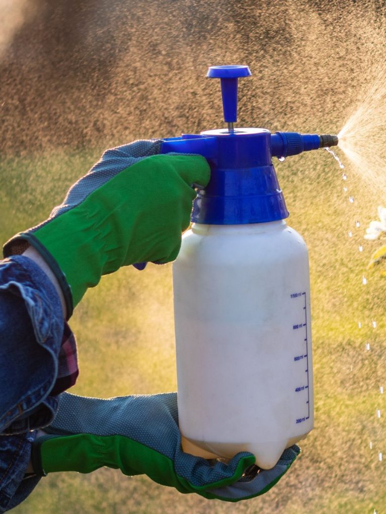 Japanese Maple Bugs & How to Keep It Pest-Free - The Little Garden