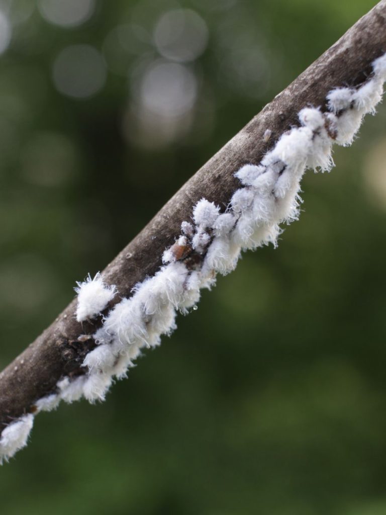 Japanese Maple Bugs & How to Keep It Pest-Free - The Little Garden