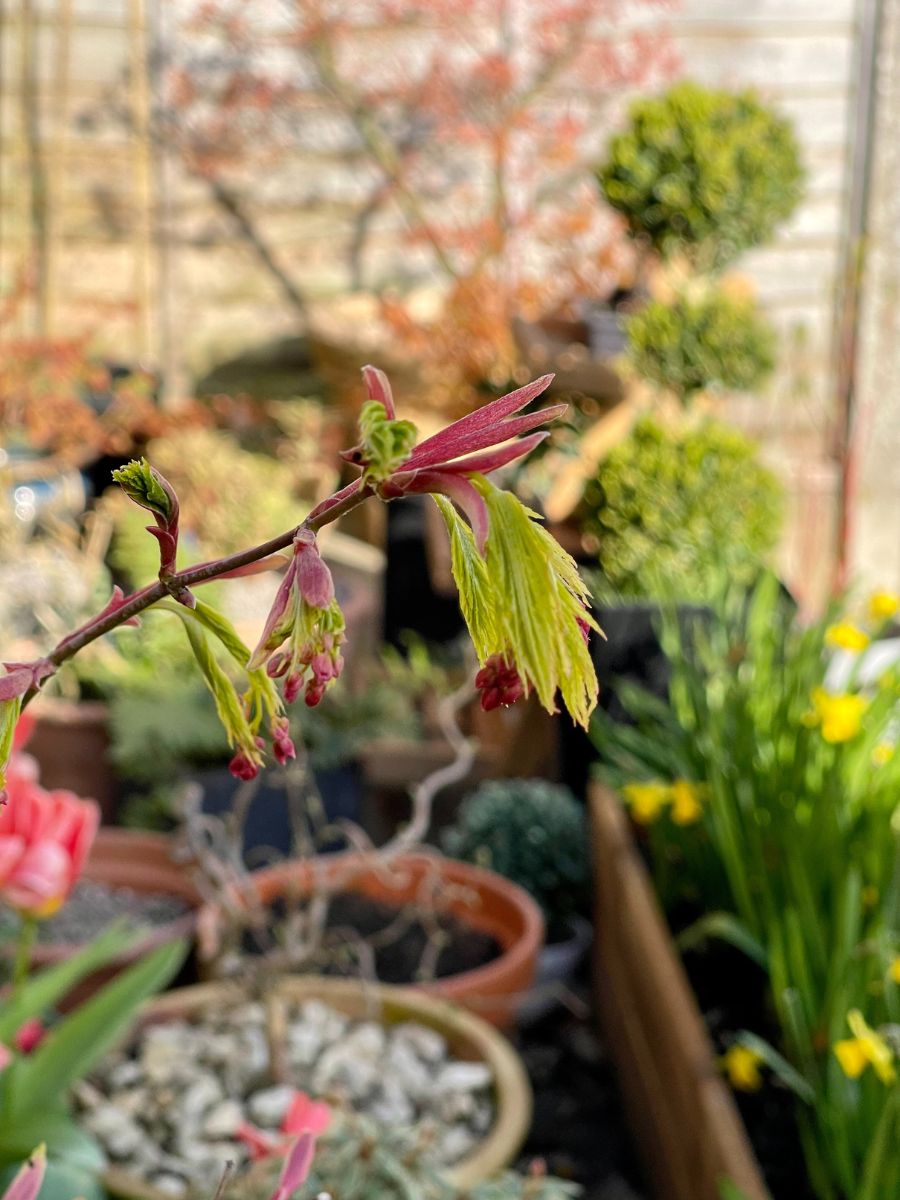 Japanese Maple Bugs & How to Keep It Pest-Free - The Little Garden