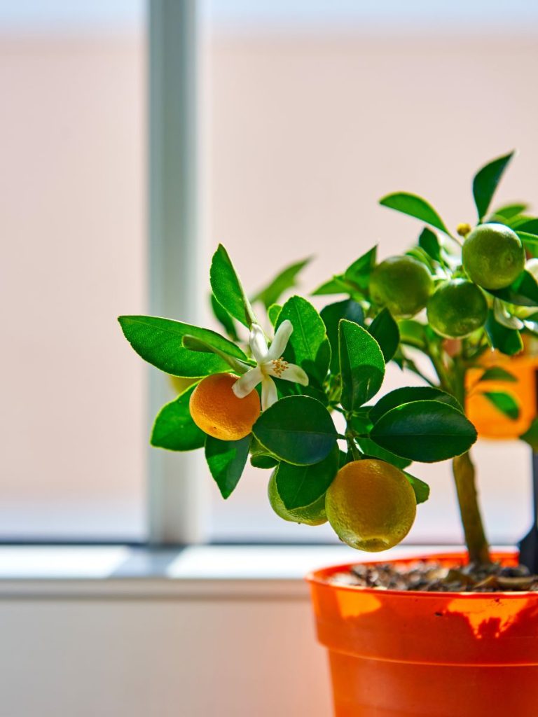 5 Different Types of Kumquat Trees to Add into Your Garden