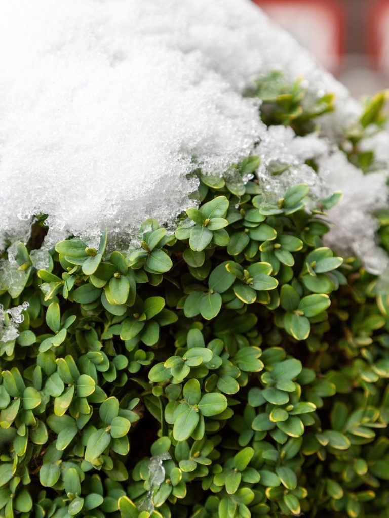 Can Boxwood Survive Winter in Pots
