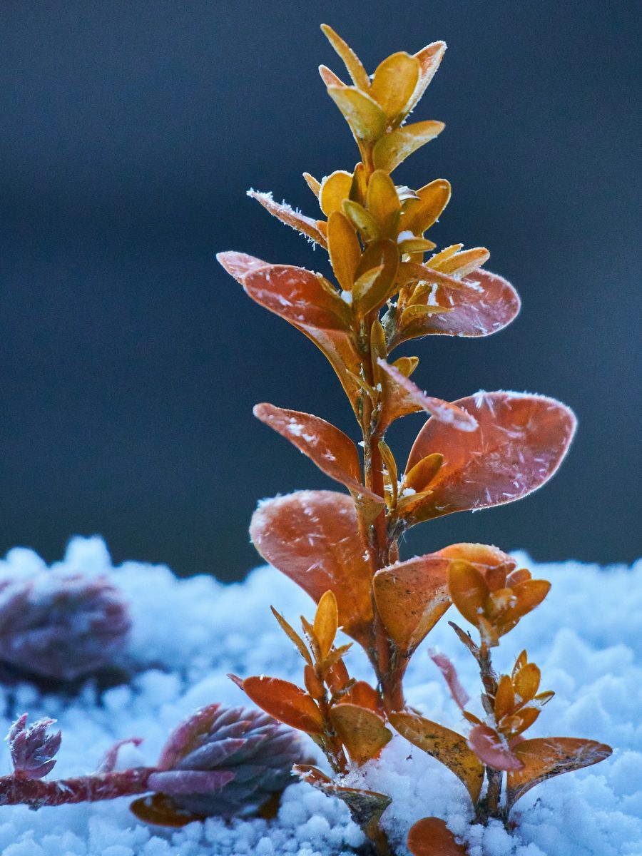 Can Boxwood Survive Winter in Pots