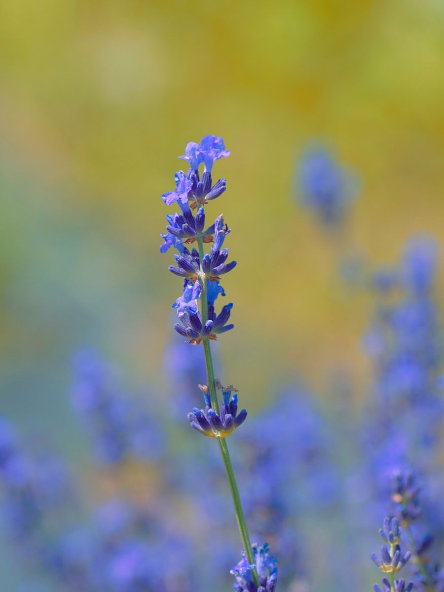 How to Plant Munstead Lavender: Everything You Should Know - The Little ...