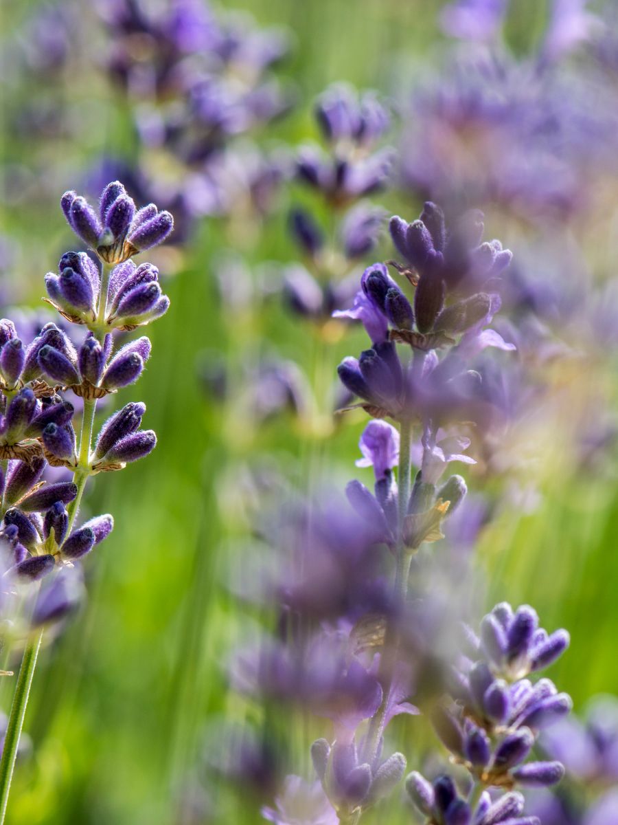 How to Plant Munstead Lavender: Everything You Should Know - The Little ...