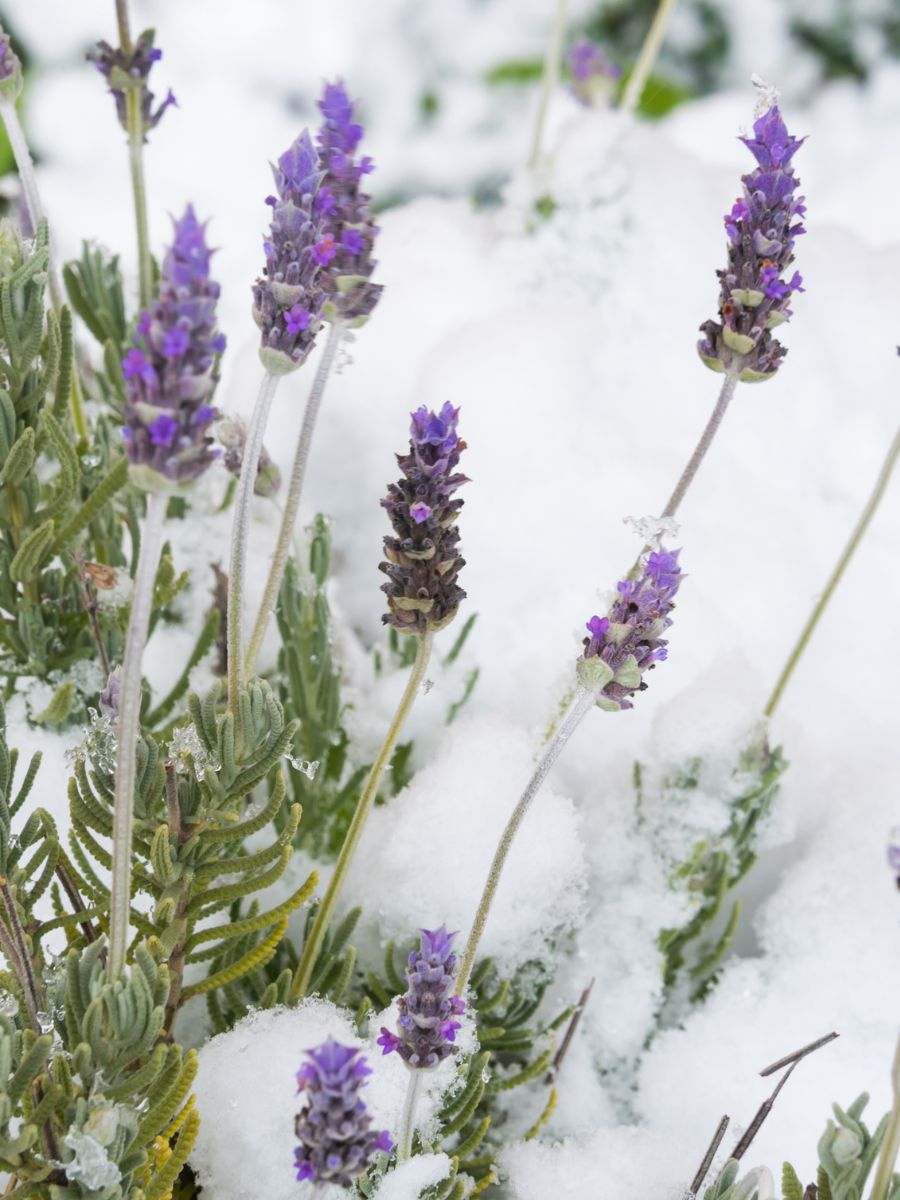 How to Plant Munstead Lavender: Everything You Should Know - The Little ...