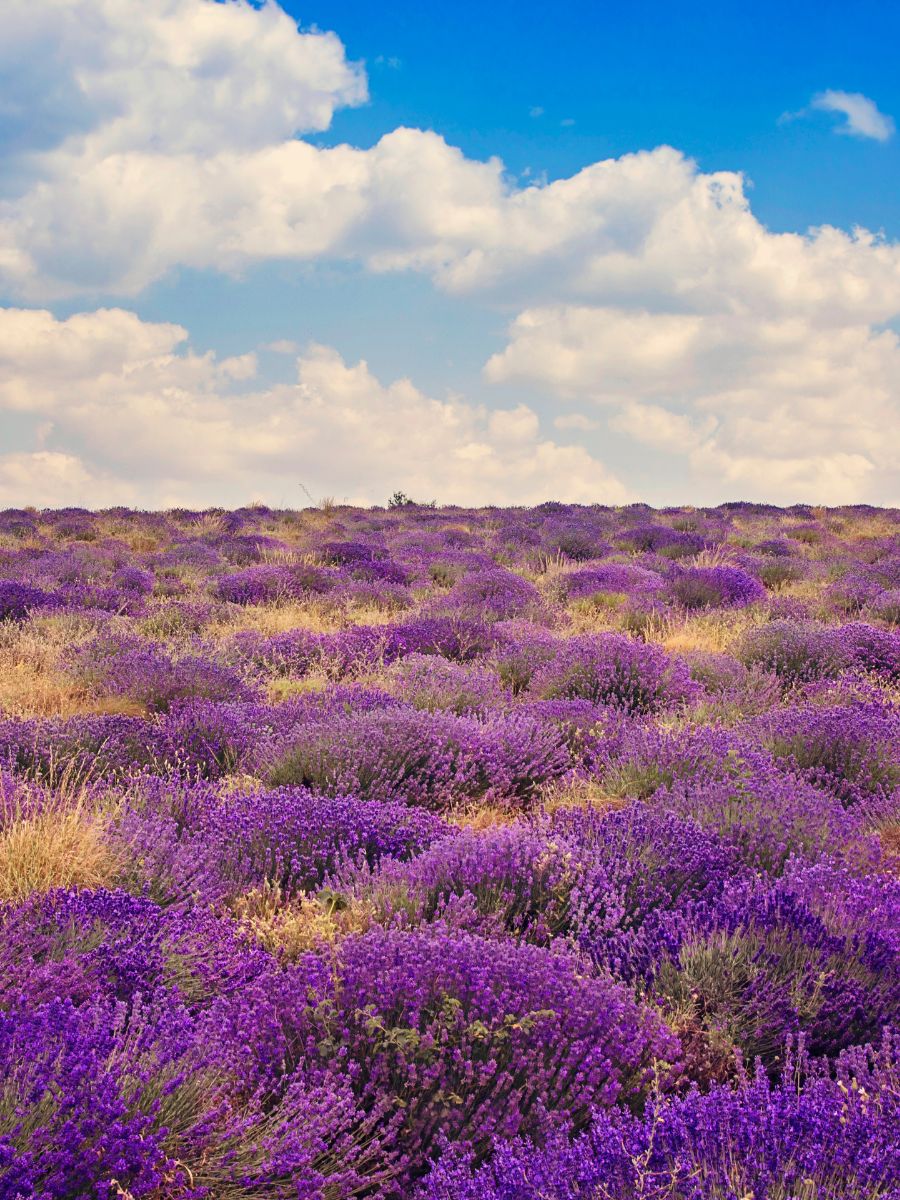 How to Plant Munstead Lavender: Everything You Should Know - The Little ...