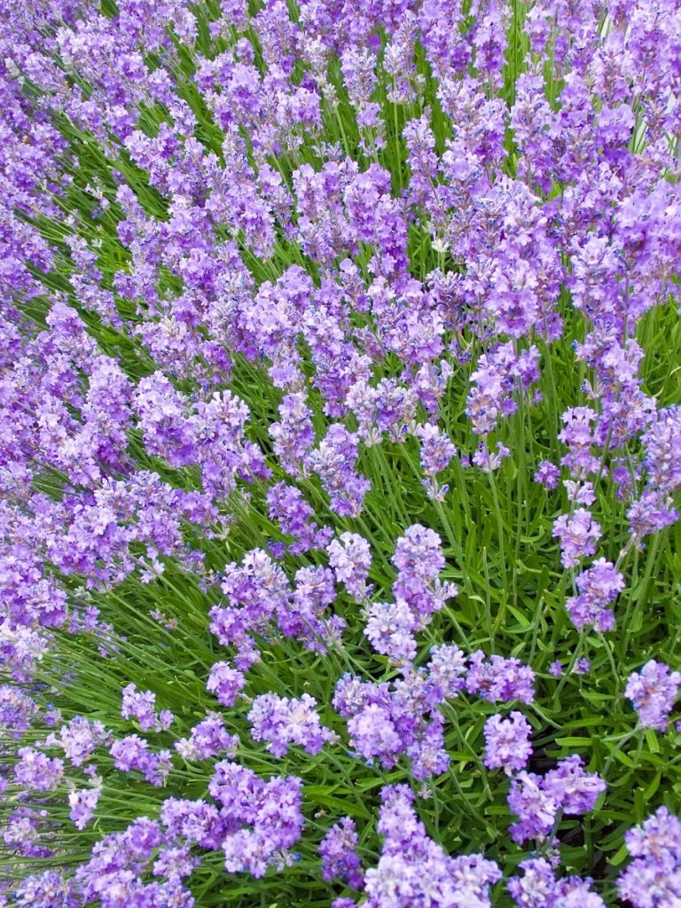 How to Plant Munstead Lavender: Everything You Should Know - The Little ...
