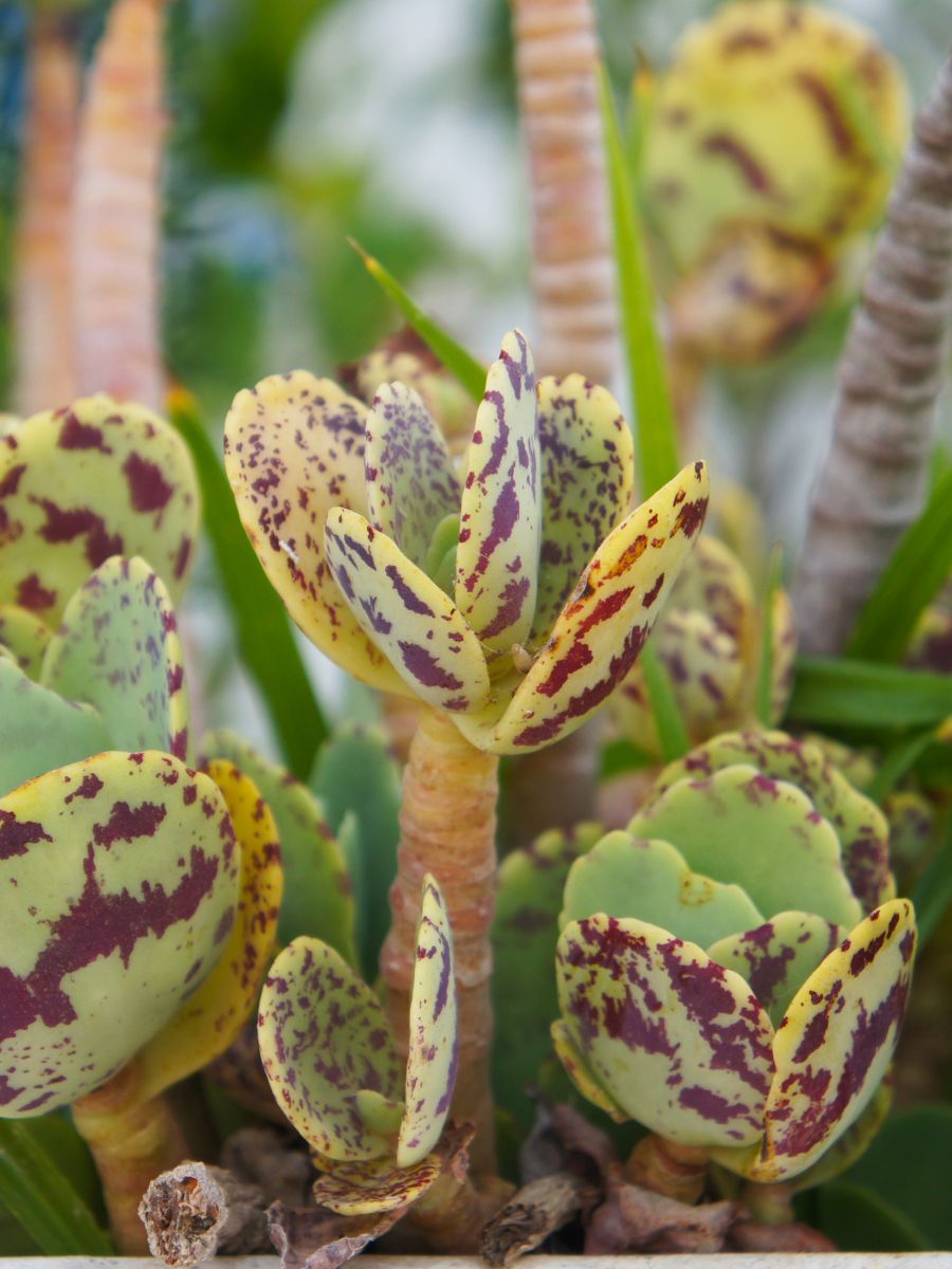 Kalanchoe Marmorata Care: A Unique and Beautiful Succulent Plant - The ...