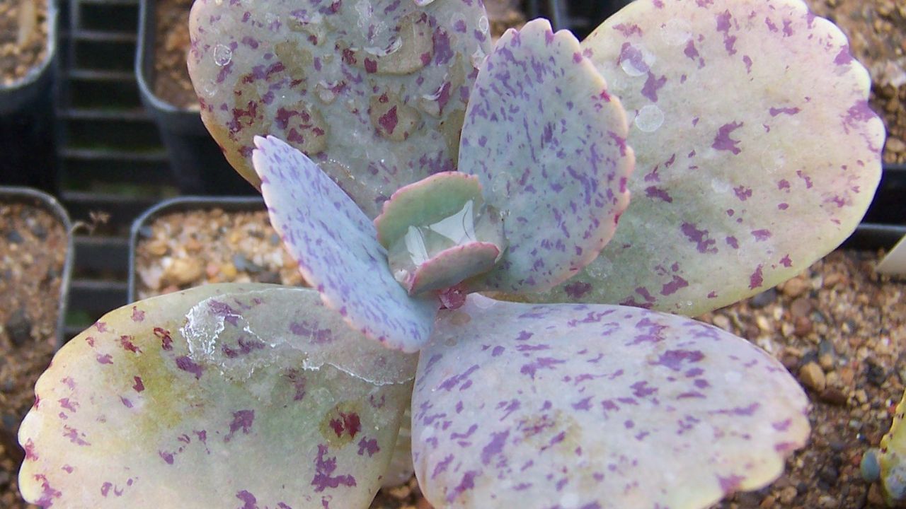 Kalanchoe Marmorata Care: A Unique and Beautiful Succulent Plant - The ...