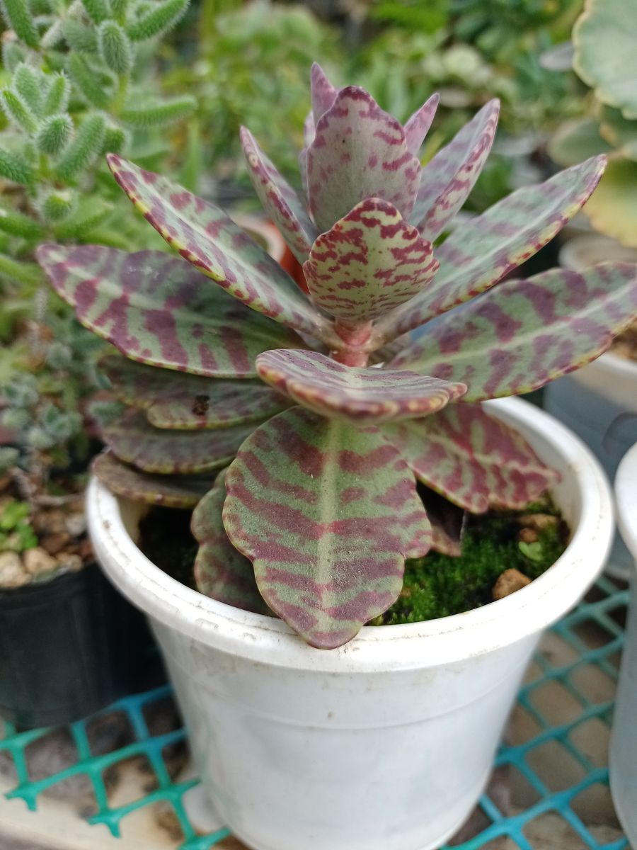 Kalanchoe Marmorata Care: A Unique and Beautiful Succulent Plant - The ...