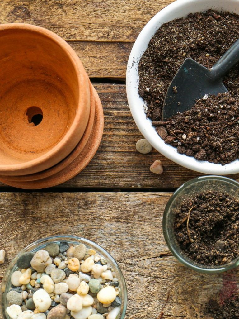 Kalanchoe Marmorata Care: A Unique and Beautiful Succulent Plant - The ...