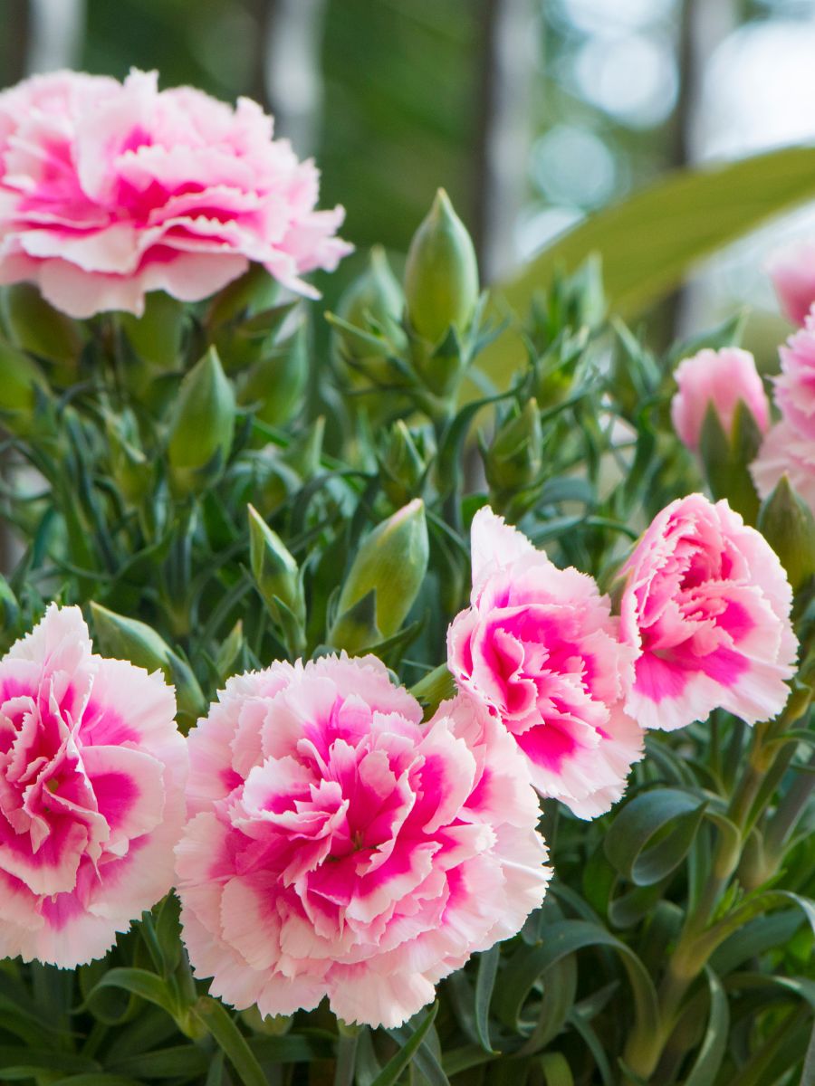 Orange Carnation Flower Meaning & More Colors to Unravel - The Little ...