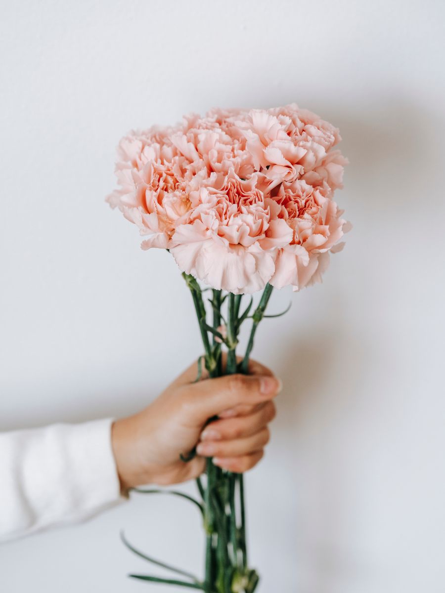 Orange Carnation Flower Meaning & More Colors to Unravel - The Little ...