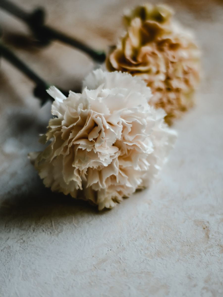 Orange Carnation Flower Meaning & More Colors to Unravel - The Little ...