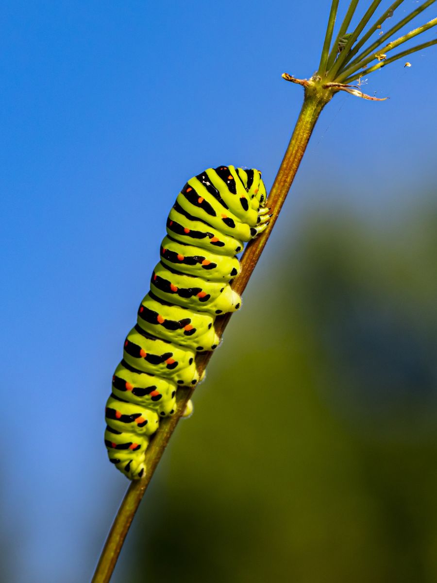 5+ Rising Sun Redbud Tree Problems & Caring Guide - The Little Garden